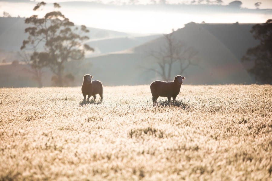 Premium Australian Lamb Meat Solutions - Kilcoy